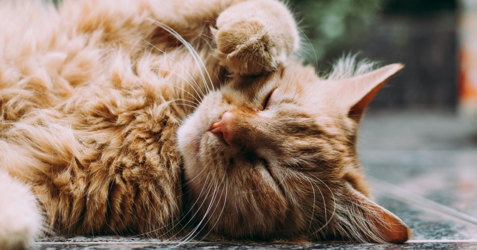 Science researchers say the domestic cat may be one of the most ...